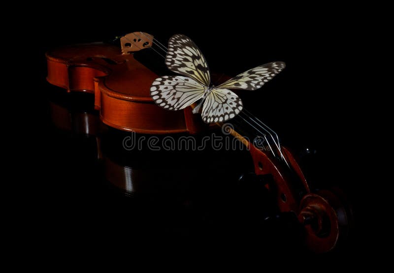 Violin and butterfly. stock photo. Image of violin, isolated - 51803132