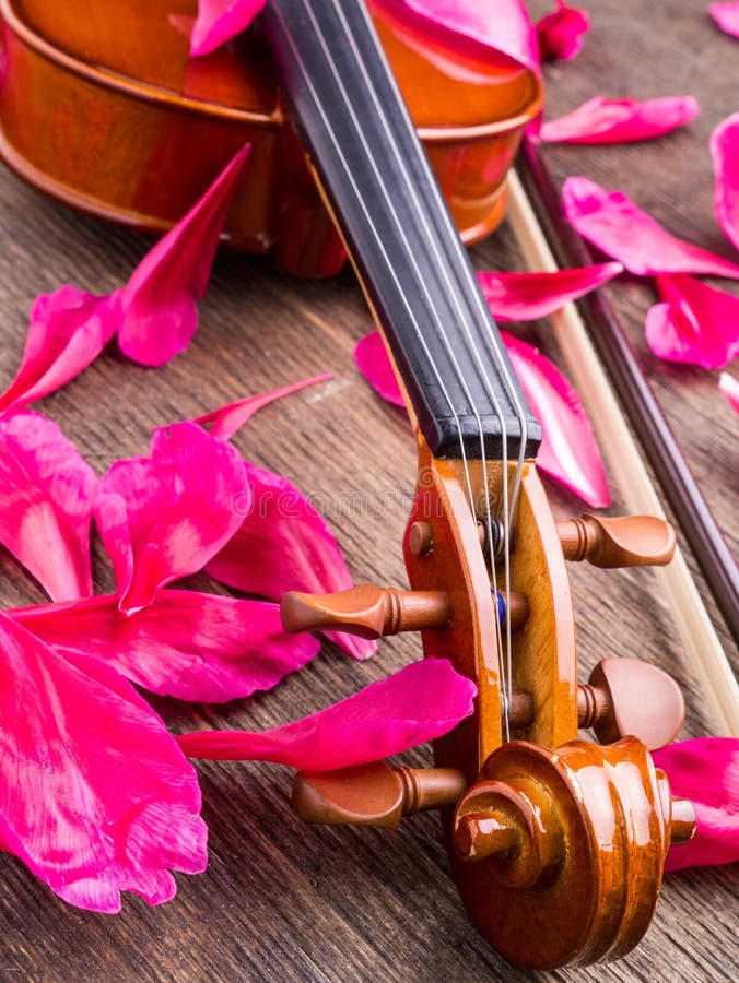 Violin and flower petals stock photo. Image of tune, wood - 27142972