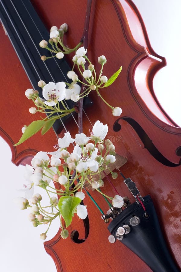 Violin and spring blooming stock photo. Image of shape - 2090300