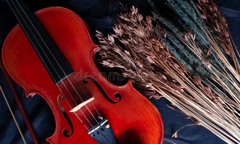 Front Side of Violin,on Background,show Body and Part on Violin Stock ...
