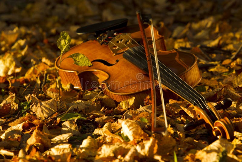 Violin Lying on the Fallen Leaves Stock Image - Image of gold, forest ...