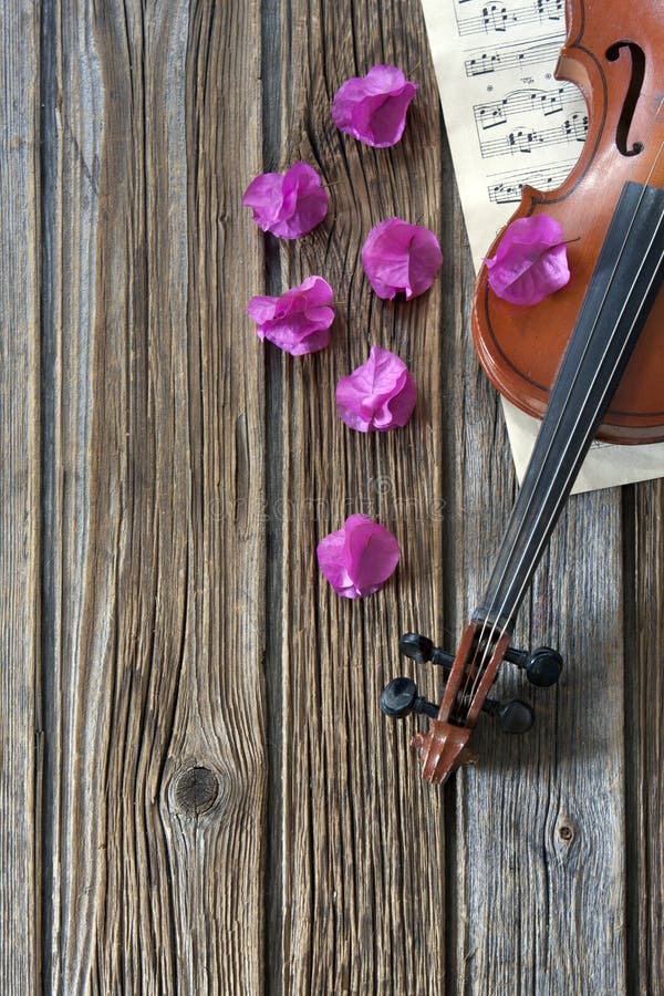 Violin on music paper stock image. Image of bougainvillea - 90865565