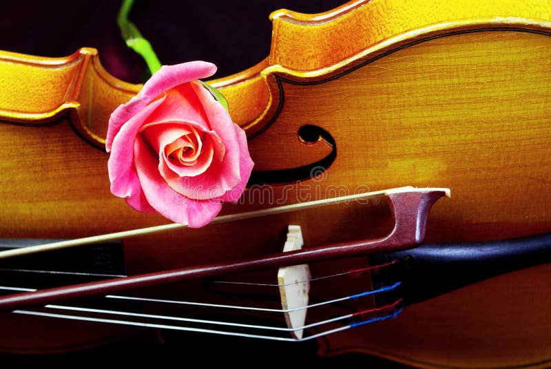 Violin and Rose on a Beautiful Background Stock Image - Image of sunny ...