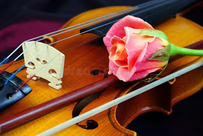 Violin and rose. stock photo. Image of performance, rose - 110661228