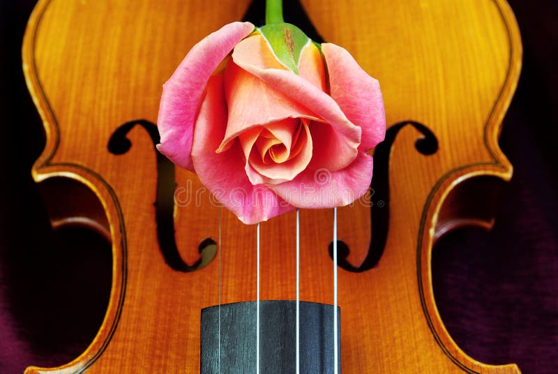 288 Pink Rose Violin Stock Photos - Free & Royalty-Free Stock Photos ...
