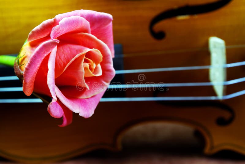 284 Pink Rose Violin Photos - Free & Royalty-Free Stock Photos from ...