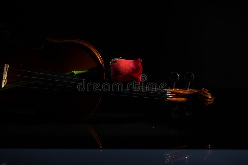 Violin and Rose, Violin Orchestra Musical Instruments Stock Photo ...