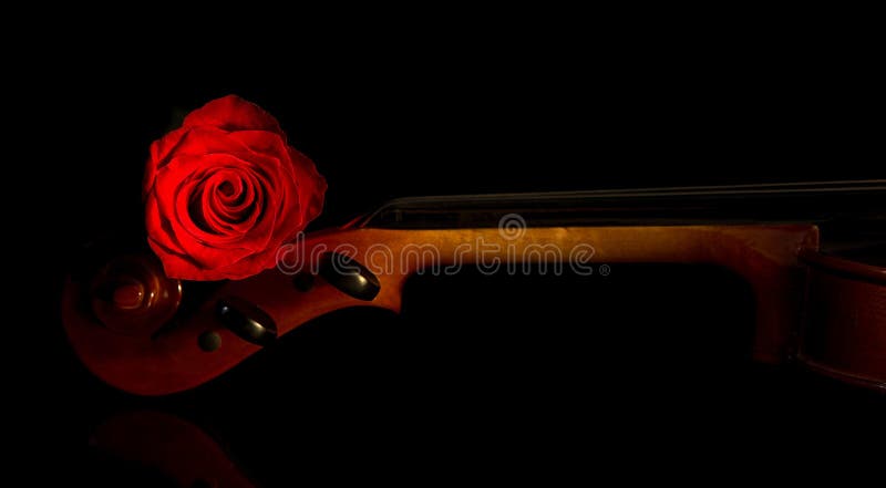 Violin and Rose, Violin Orchestra Musical Instruments Stock Photo ...