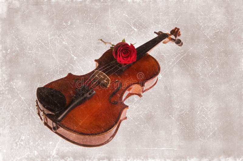 Violin and Rose, Violin Orchestra Musical Instruments Stock Photo ...