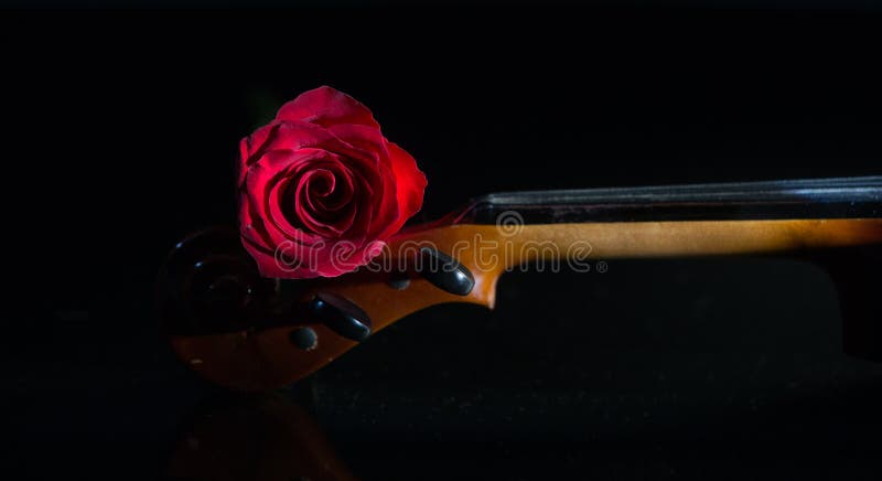 Violin and Rose, Violin Orchestra Musical Instruments Stock Image ...