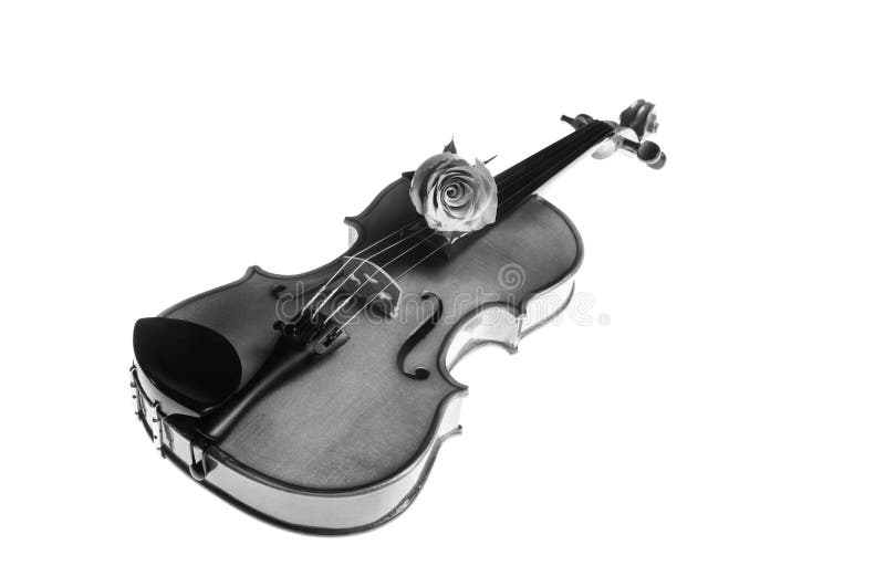 Violin and Rose, Violin Orchestra Musical Instruments Stock Photo ...