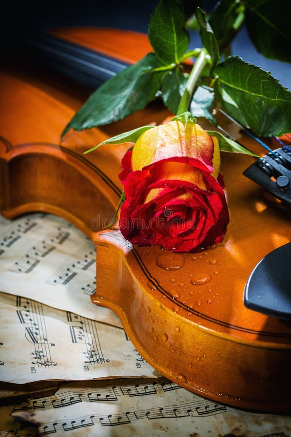 Violin piano rose stock photo. Image of love, concert - 36377374