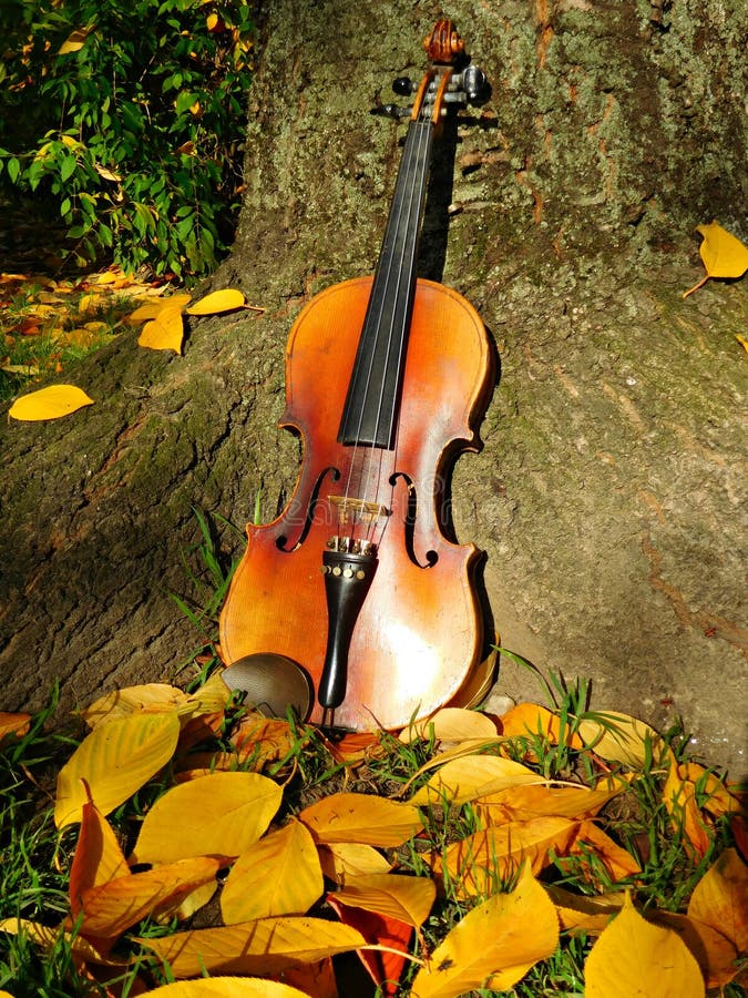 Violin and Tree in the Fall Stock Image - Image of plant, bark: 260380161