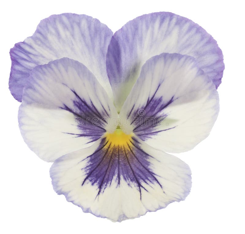 Viooltje stock foto. Image of achtergrond, sluit, kleur - 16125392