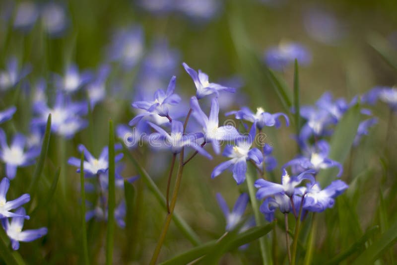 Viooltjes stock foto. Image of zoomen, samenvatting, purper - 43429568