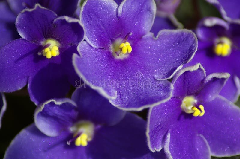 Viooltjes stock afbeelding. Image of bloesem, jaarlijks - 94916155