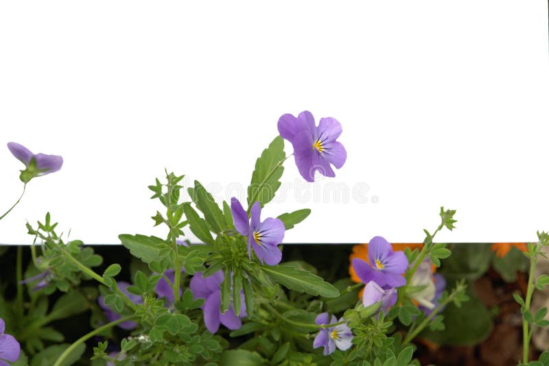 Viooltjes en witte ruimte stock foto. Image of bericht - 2356864