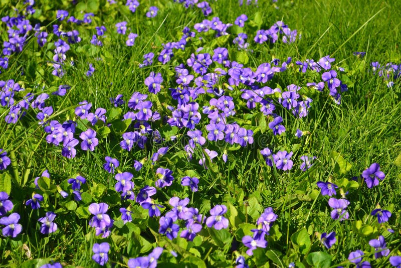 Viooltjes op het gebied. stock afbeelding. Image of sluit - 31069703