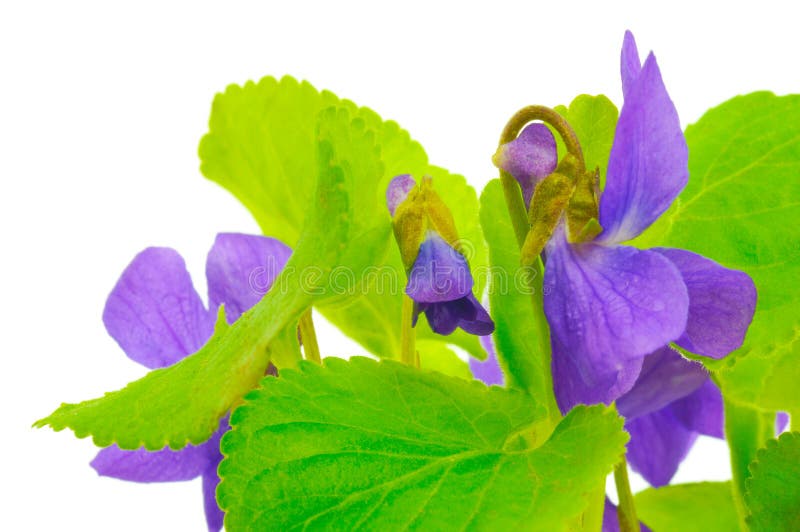 Viooltjes Op Witte Achtergrond Stock Foto - Image of fotografie, lente ...