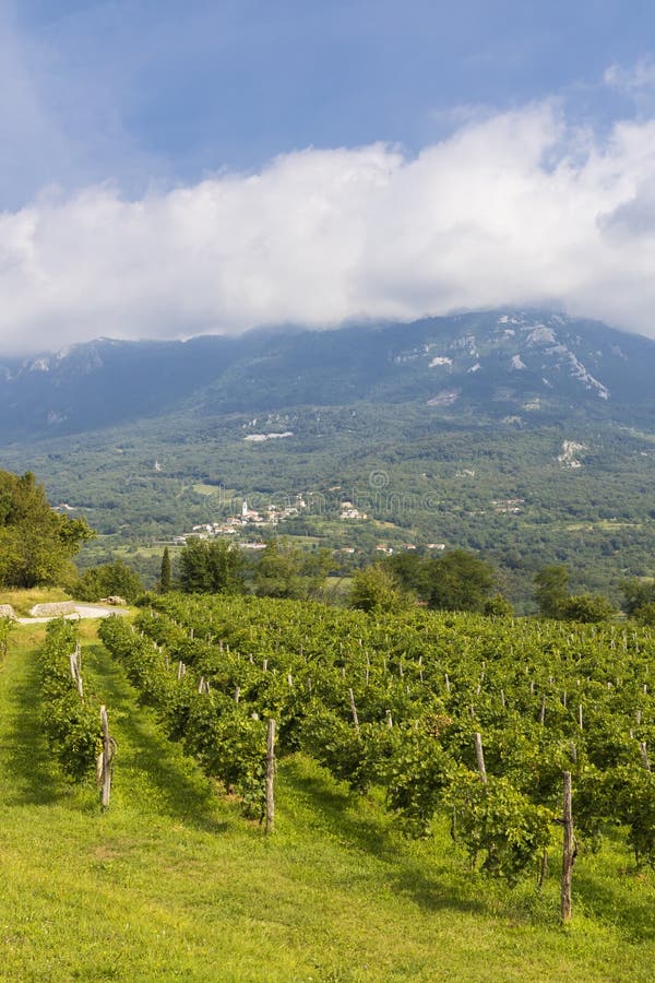 Vipava Valley in Gorice Region, Slovenia Stock Image - Image of green ...