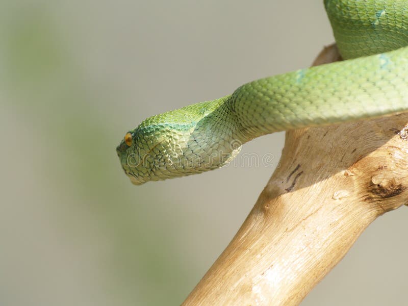 The viper stock photo. Image of alert, exotic, fierce - 22110110