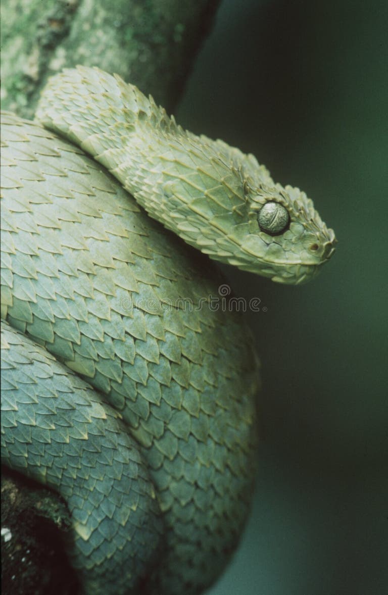 1,259 Viperidae Stock Photos - Free & Royalty-Free Stock Photos from ...