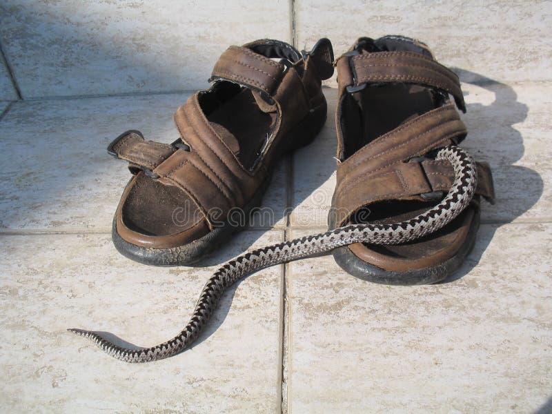 Viper stock image. Image of floor, reptile, tile, viper - 843637