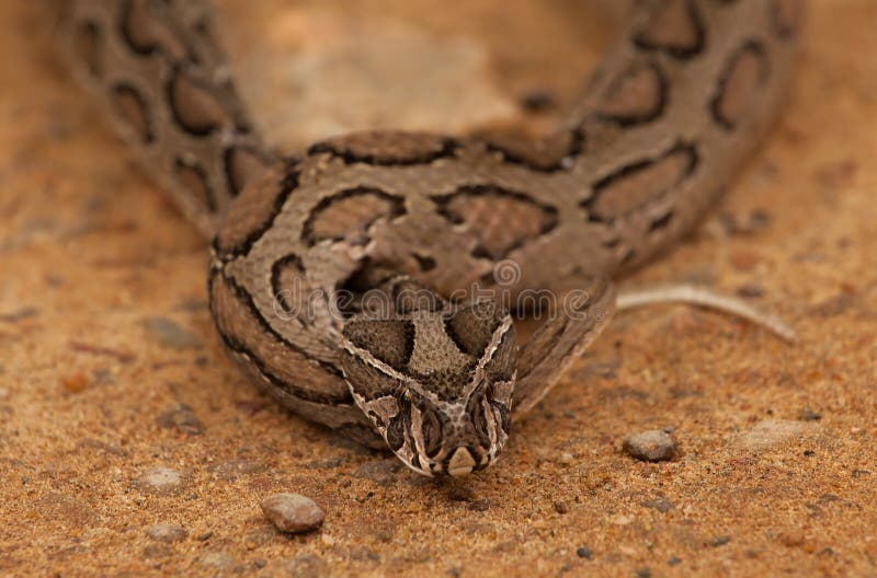 Taipan / Oxyuranus Scutellatus Canni Stock Image - Image of blue, fauna ...
