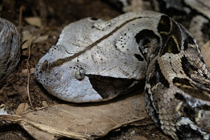 Viper Ateris Squamigera Venenosa Imagem de Stock - Imagem de tropical ...