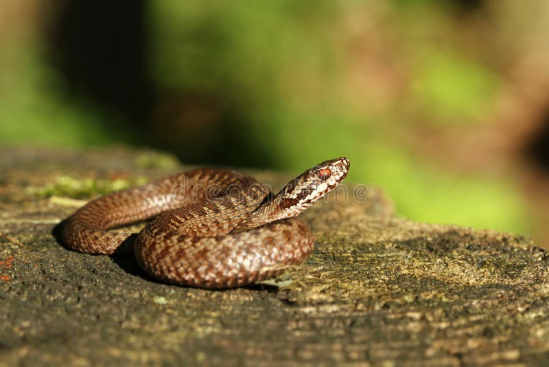 379 Baby Viper Stock Photos - Free & Royalty-Free Stock Photos from ...