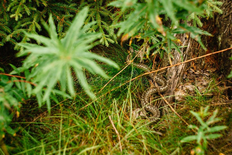 Viper Common, Common European Viper or Common Viper, is an Extremely ...