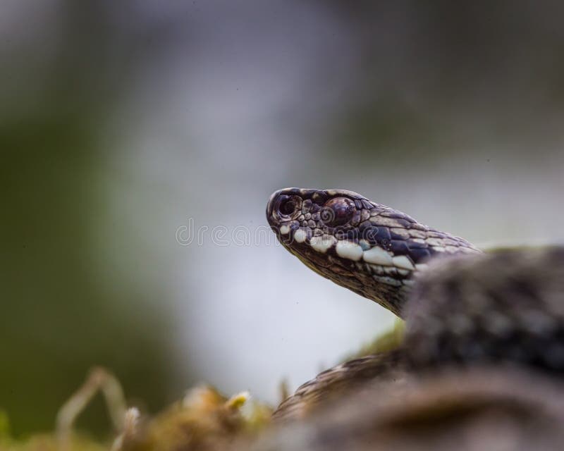 Viper, Common stock image. Image of serpent, slither - 105032123