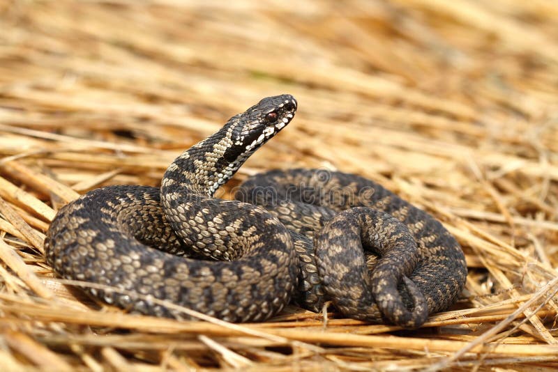 Viper stock photo. Image of wild, toxin, wound, medical - 30768344
