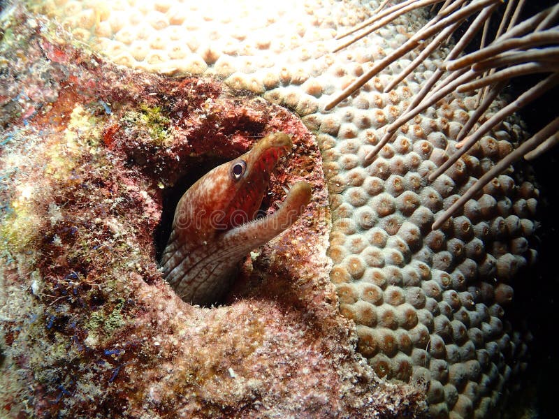 Viper Eel Florida Keys stock photo. Image of keys, coral - 67943194