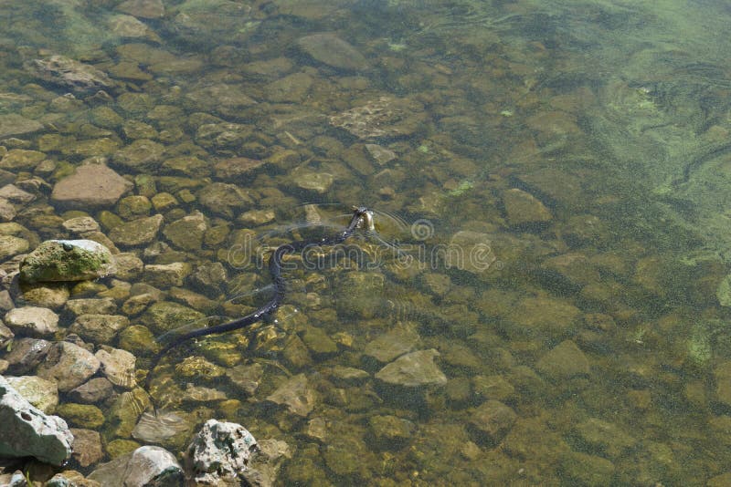 Viper and fish stock photo. Image of danger, swamp, snake - 43700540