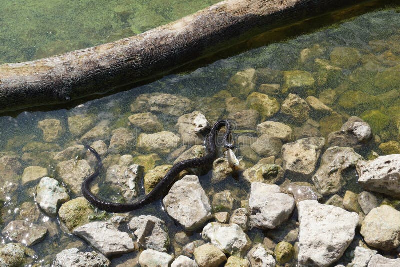 Viper and fish stock image. Image of danger, snake, aggression - 43700547