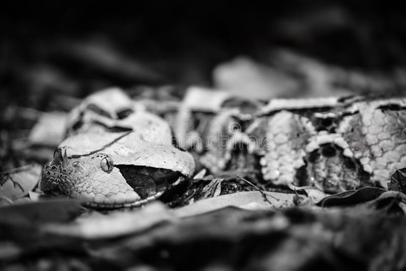 Gabonese viper stock image. Image of king, skin, bush - 226111955