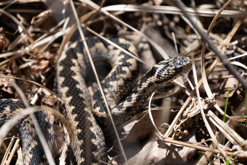 802 Brown Grass Viper Stock Photos - Free & Royalty-Free Stock Photos ...