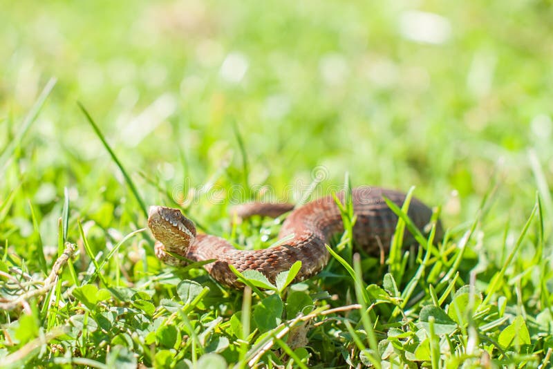 802 Brown Grass Viper Stock Photos - Free & Royalty-Free Stock Photos ...