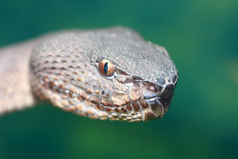 Viper snake stock image. Image of biology, nature, background - 44599955