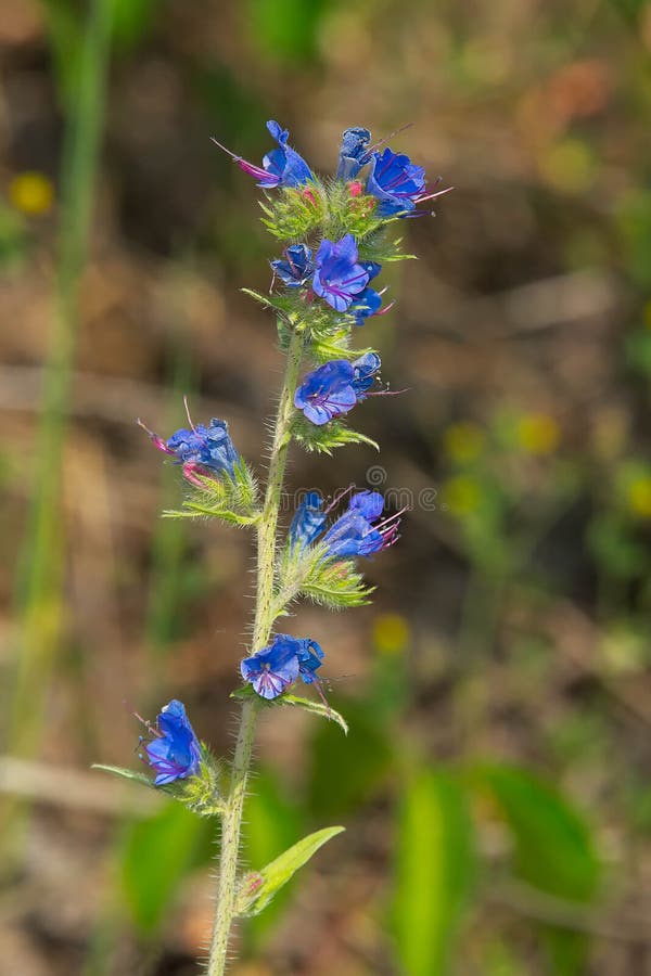Common Viper S Bugloss - Echium Vulgare Stock Photo - Image of bloom ...