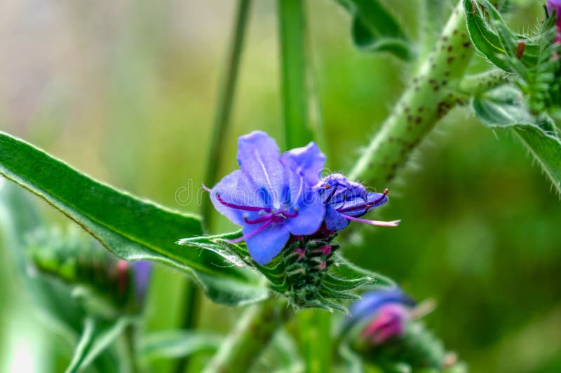 Viper S Bugloss Echium Vulgare Flower, Beautiful Blue Flowers Stock ...