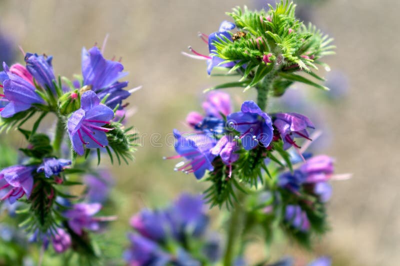 Viper S Bugloss Echium Vulgare Flower, Beautiful Blue Flowers Stock ...