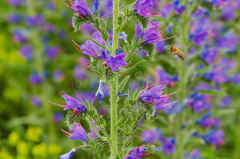 Viper S Bugloss Plant (Echium Vulgare) Stock Photo - Image of meadow ...