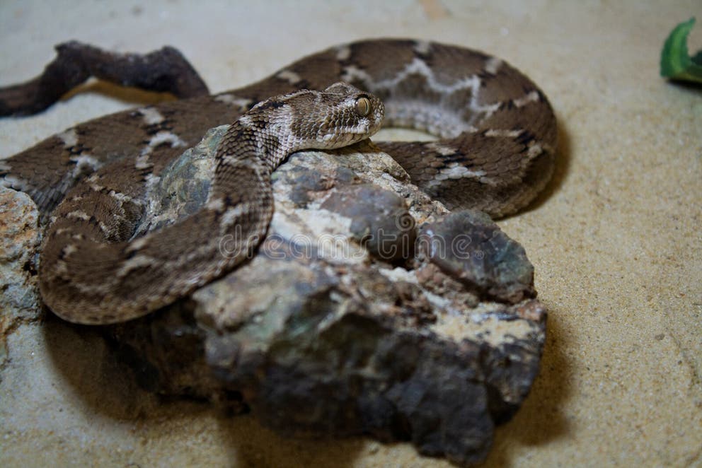 Viper snake stock image. Image of harmless, scales, pest - 10554027