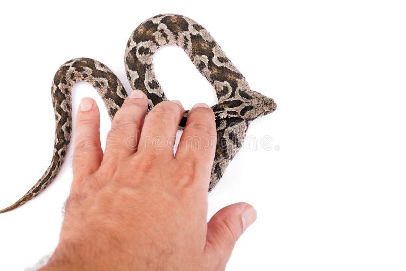 Viper snake stock image. Image of striped, species, viper - 44599979