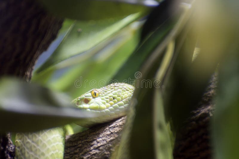 Viper snake stock photo. Image of green, stay, dangerous - 60388552