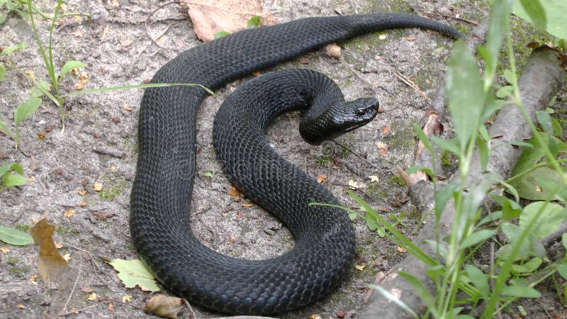 Viper Snake Profile View on the Ground Stock Photo - Image of black ...