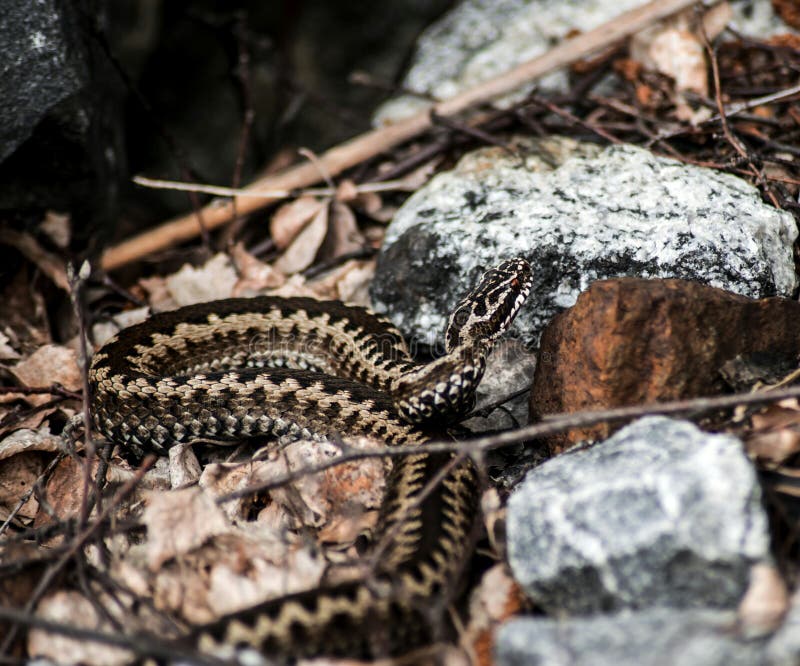 Viper stock photo. Image of viper, rocks, snake, poison - 94161904