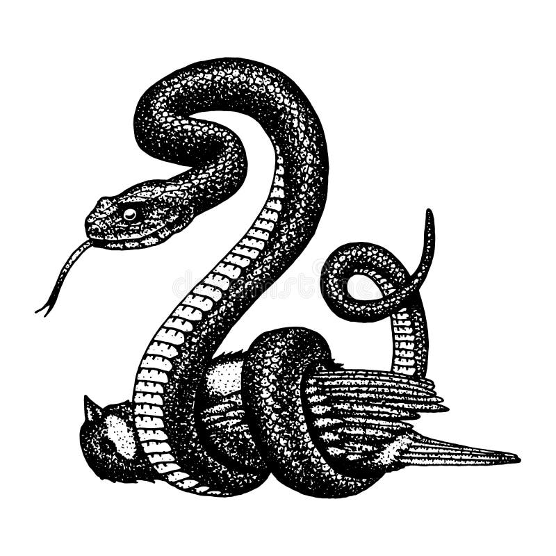 Python Royal Stock Illustrations – 608 Python Royal Stock Illustrations ...